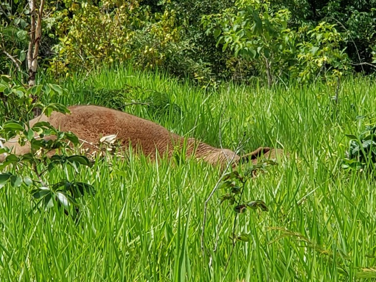 Ramba - Santuário de Elefantes